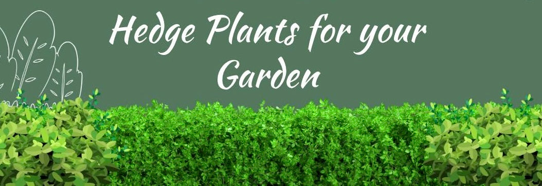 Exploring the Most Popular Hedge Types for Boundaries in the UK – Plant ...