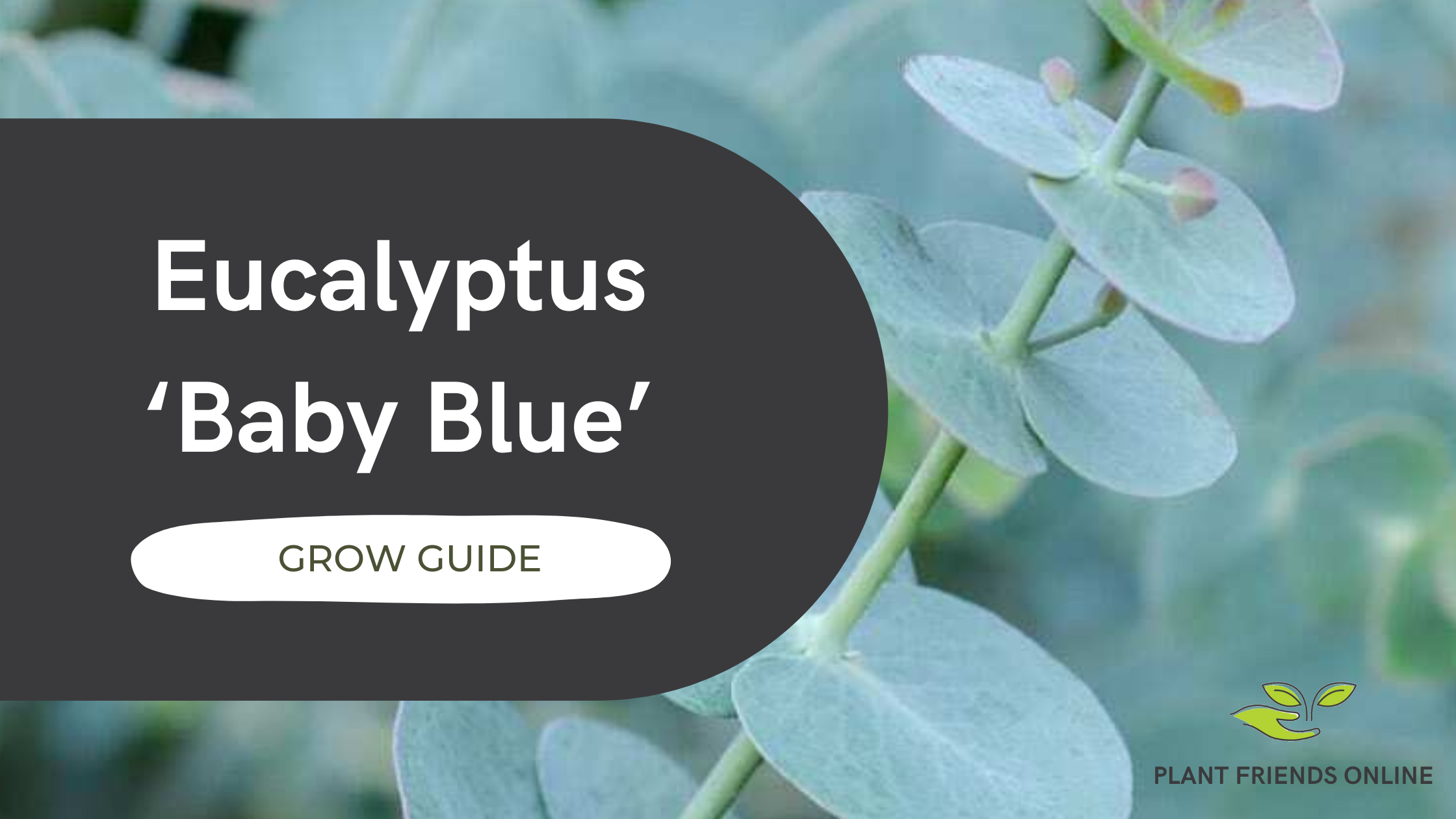 Grow Guide: Eucalyptus pulverulenta 'Baby Blue' – Plant Friends Online