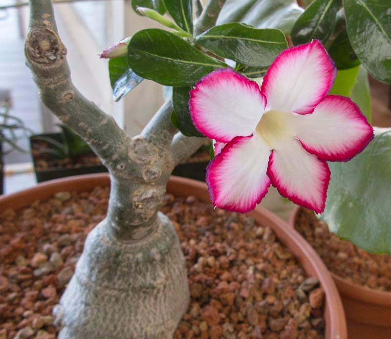 Grow Guide: Desert Rose (Adenium obesum) – Plant Friends Online
