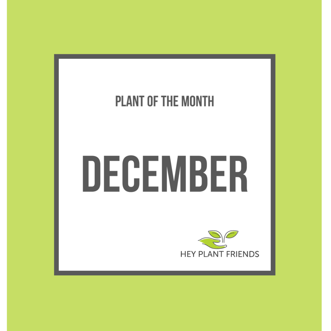 Plant of the month - December – Plant Friends Online