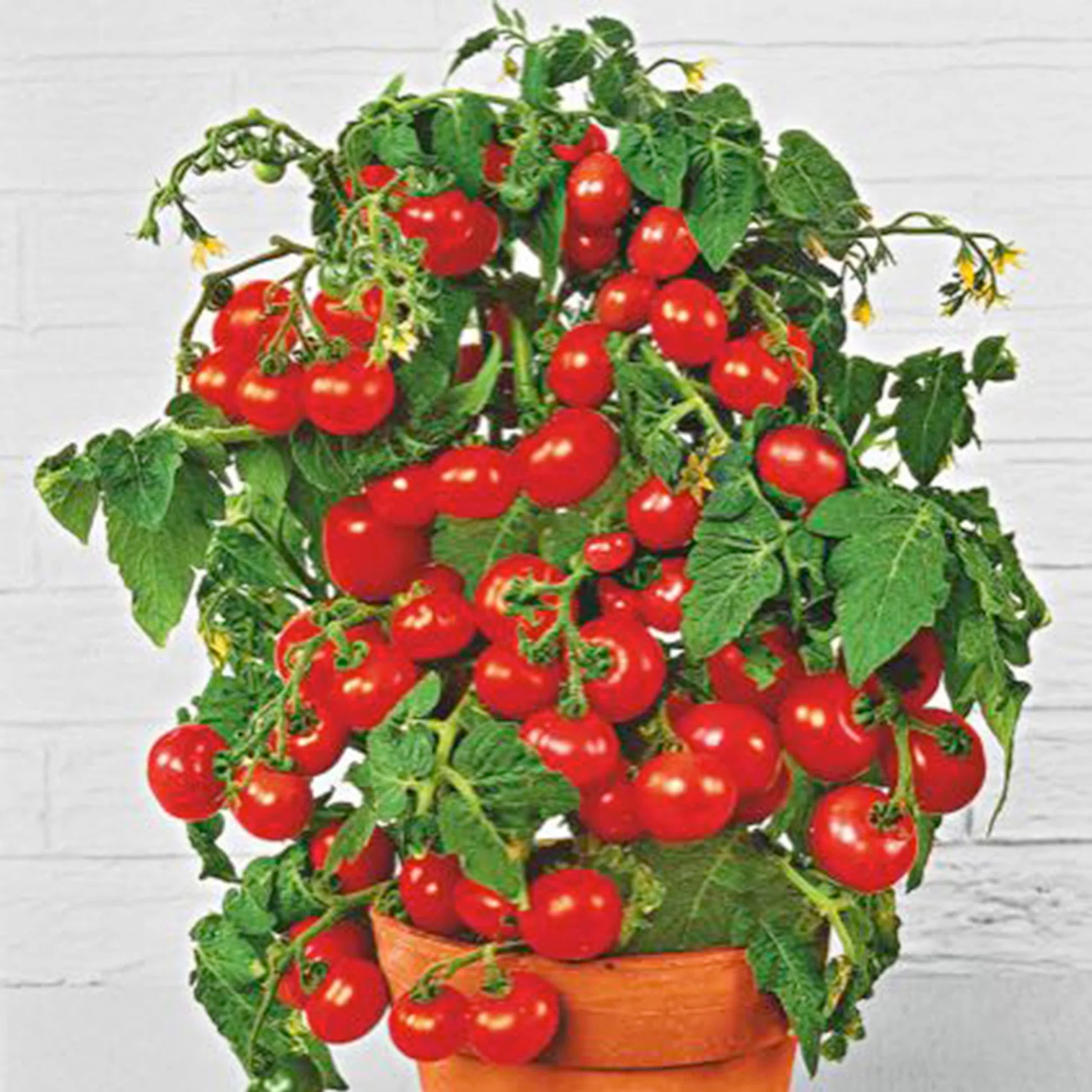 ‘Tiny Tim’ Cherry Tomato Seeds - Facebook Group Competition – Plant ...